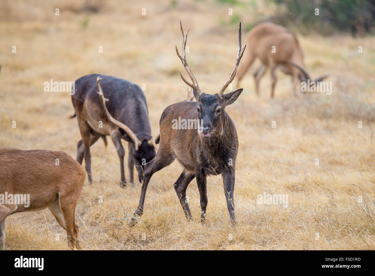 Wild South Texas Sika deer buck. Also known as a Japanese or Spotted ...