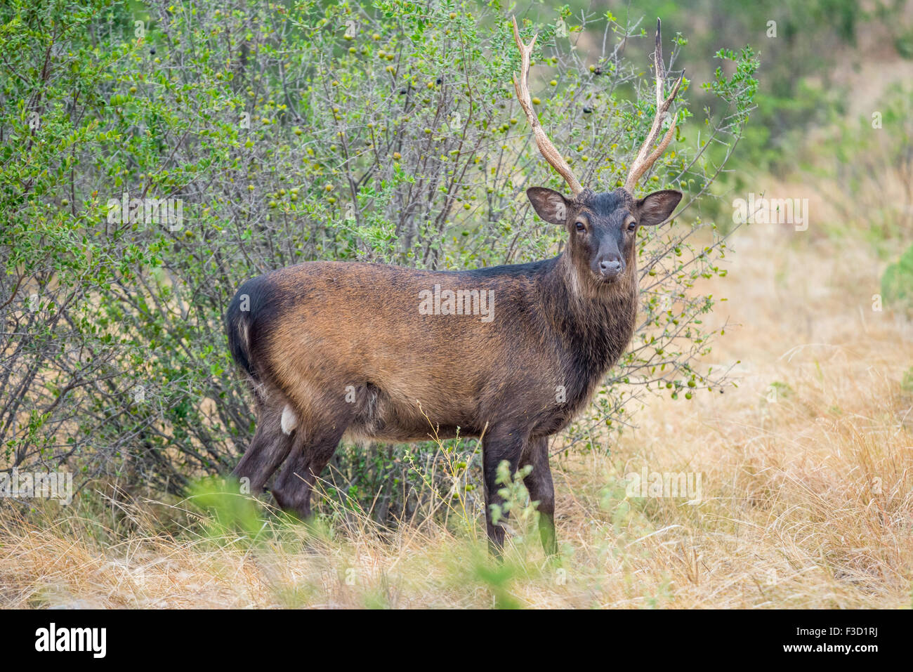 Wild South Texas Sika deer buck. Also known as a Japanese or Spotted ...