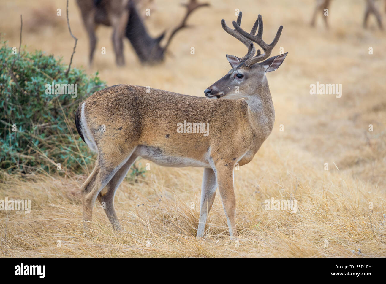 Wild South Texas Whitetail deer buck in velvet Stock Photo - Alamy