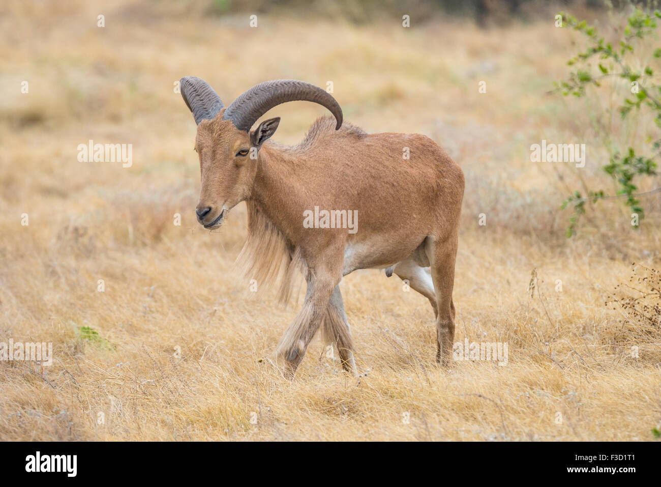 Texas wild Aoudad or Barbary sheep ram Stock Photo - Alamy