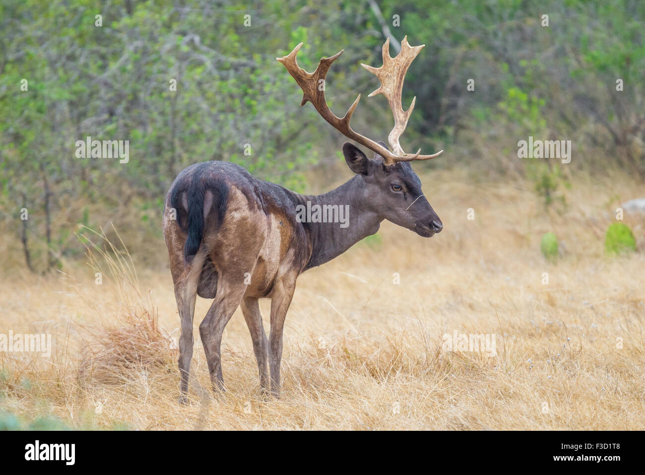 Grass fight texas hi-res stock photography and images - Alamy