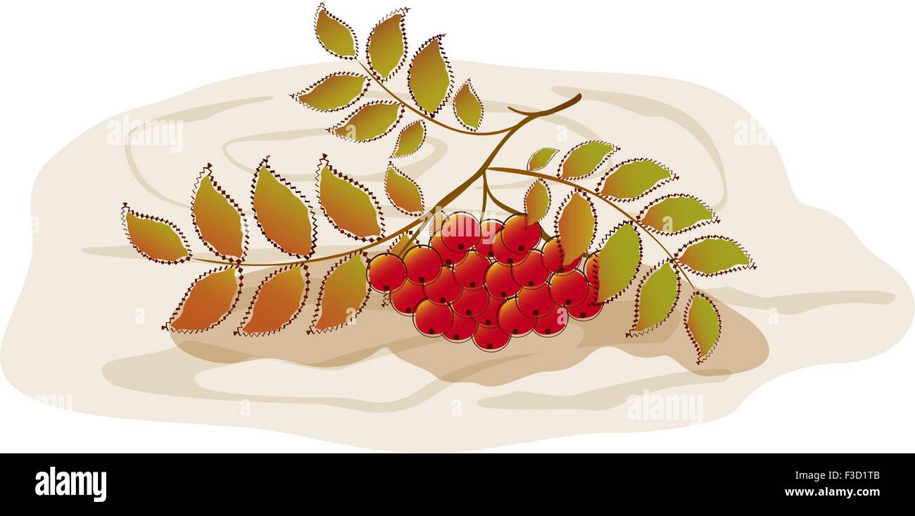 Rowan ornamental tree Stock Vector Images - Alamy