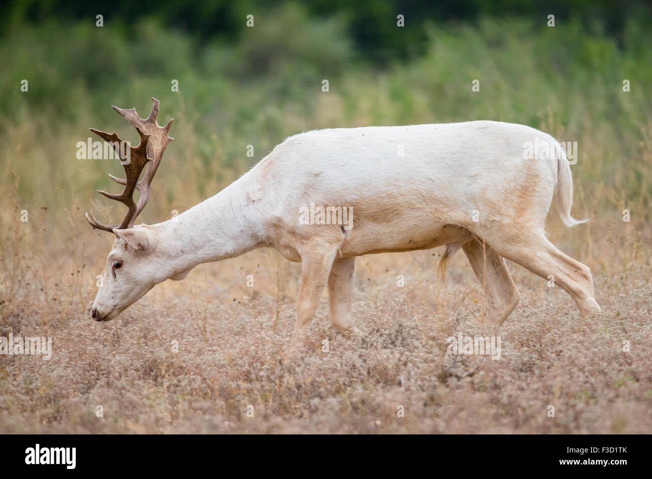 Wild South Texas white fallow deer buck Stock Photo - Alamy