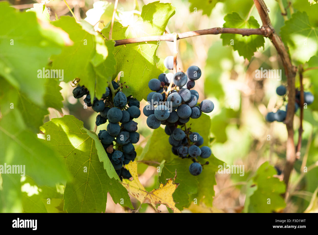 Ripe dark blue grapes growing on vine Stock Photo - Alamy