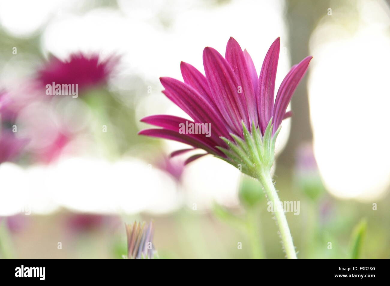 beautiful flower with a light background Stock Photo - Alamy