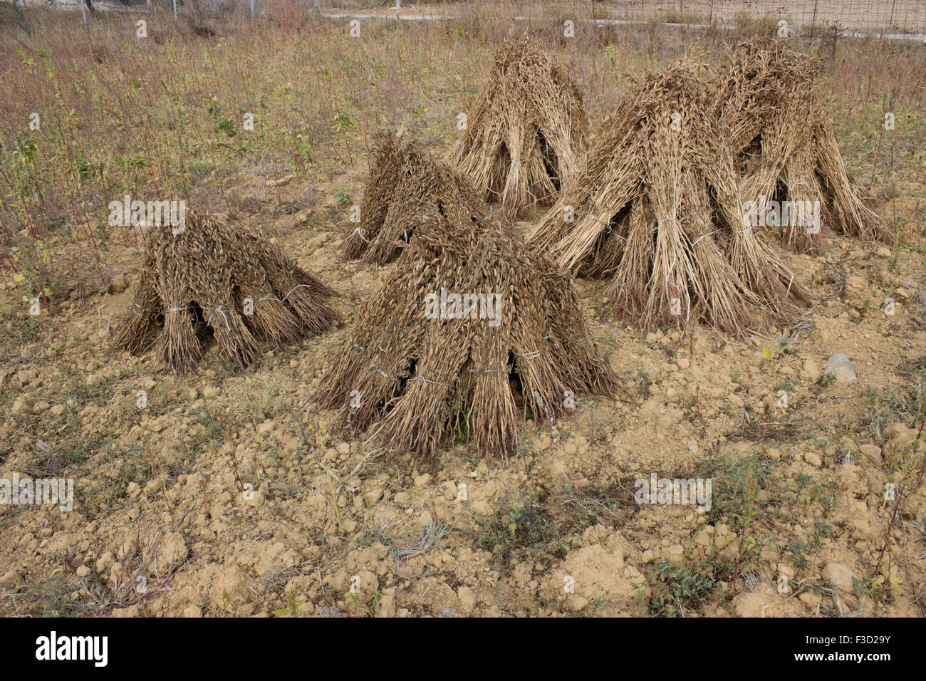 Stack of sesame seedpods (sesamum indicum) drying in the sun in october ...