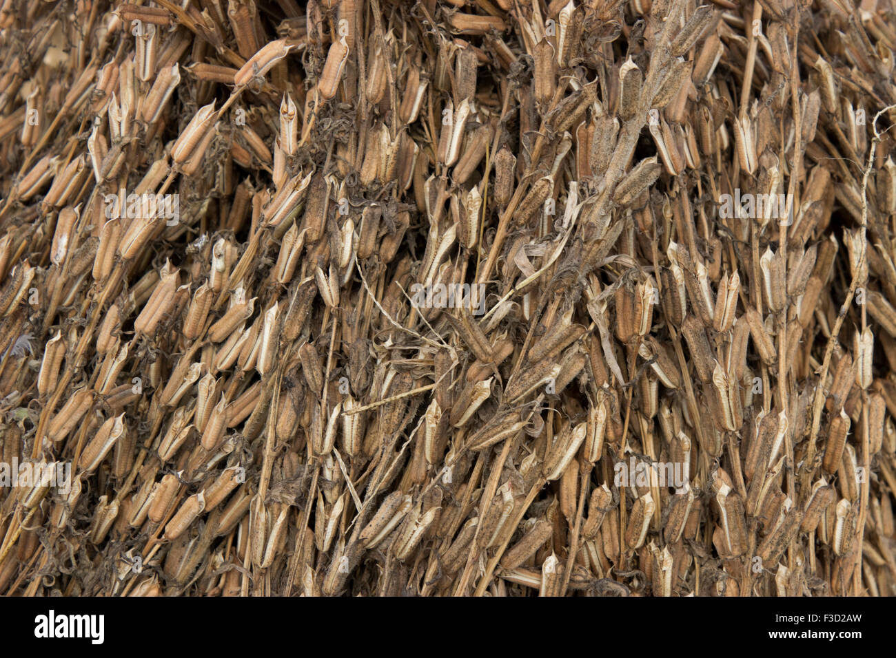 Closeup of a stack of sesame seedpods (sesamum indicum) drying in the ...