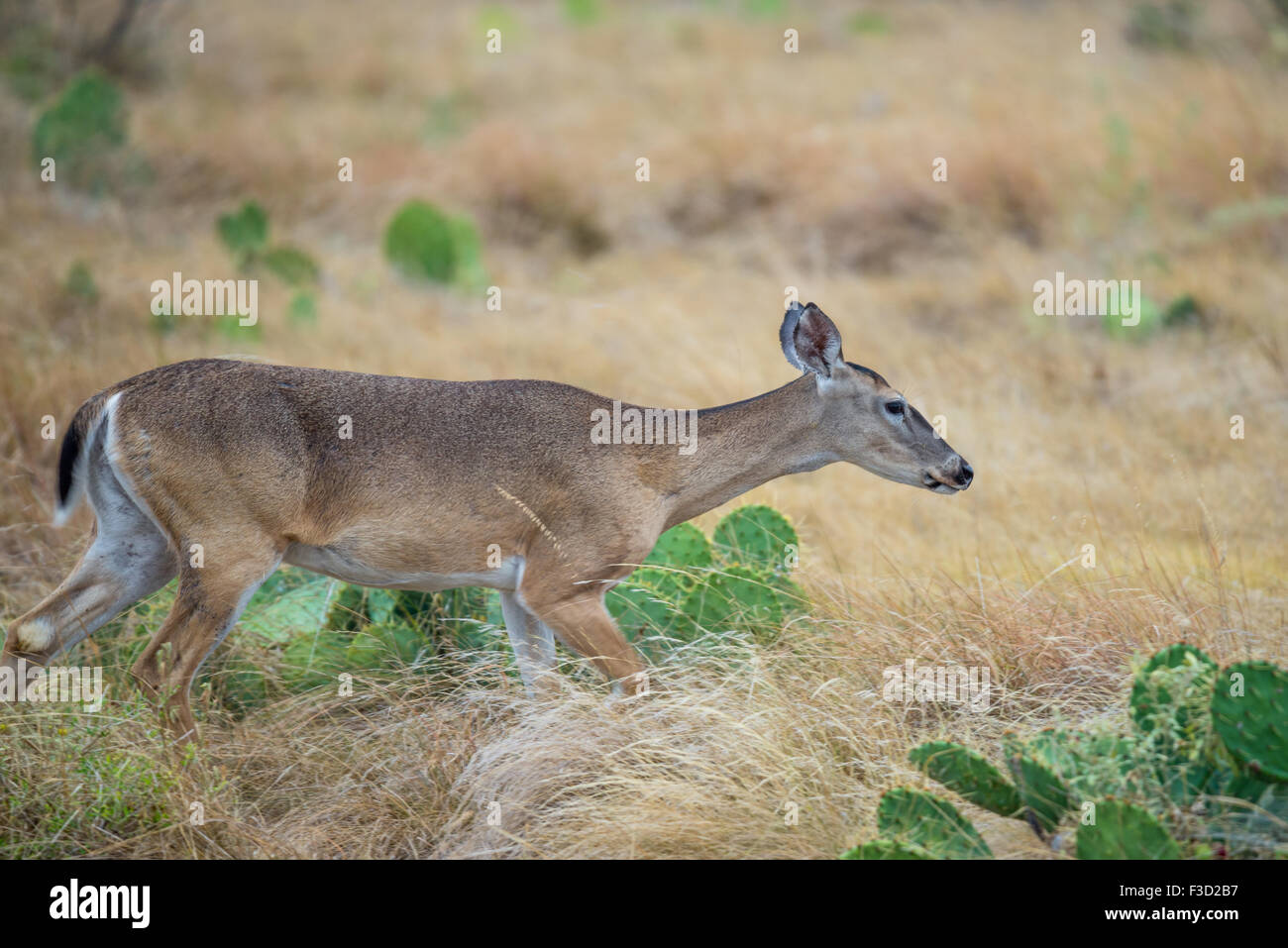 Wild South Texas Whitetail deer doe walking Stock Photo - Alamy