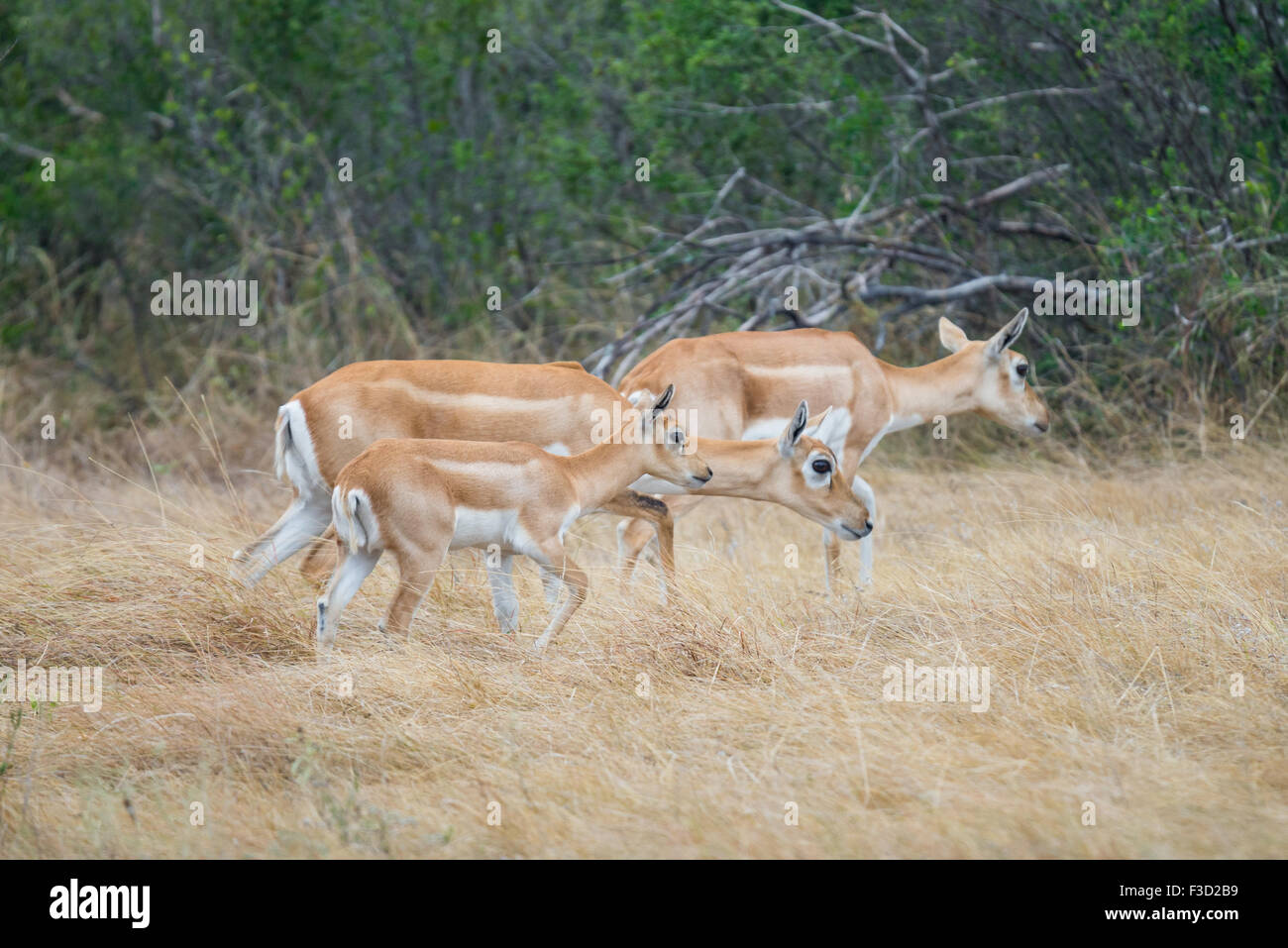 Wild South Texas blackbuck antelope female does Stock Photo - Alamy