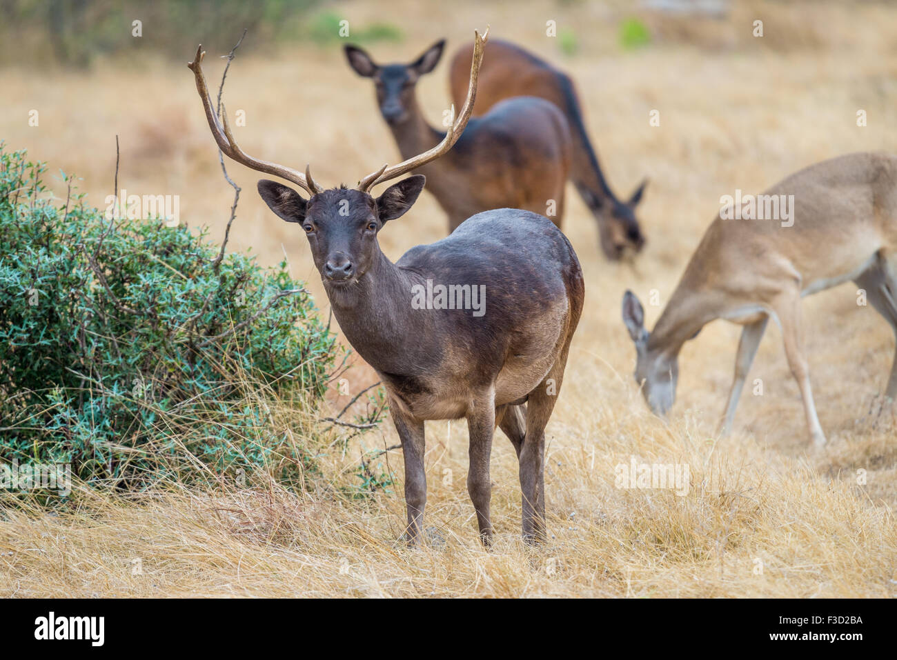 Wild South Texas chocolate fallow deer buck Stock Photo - Alamy