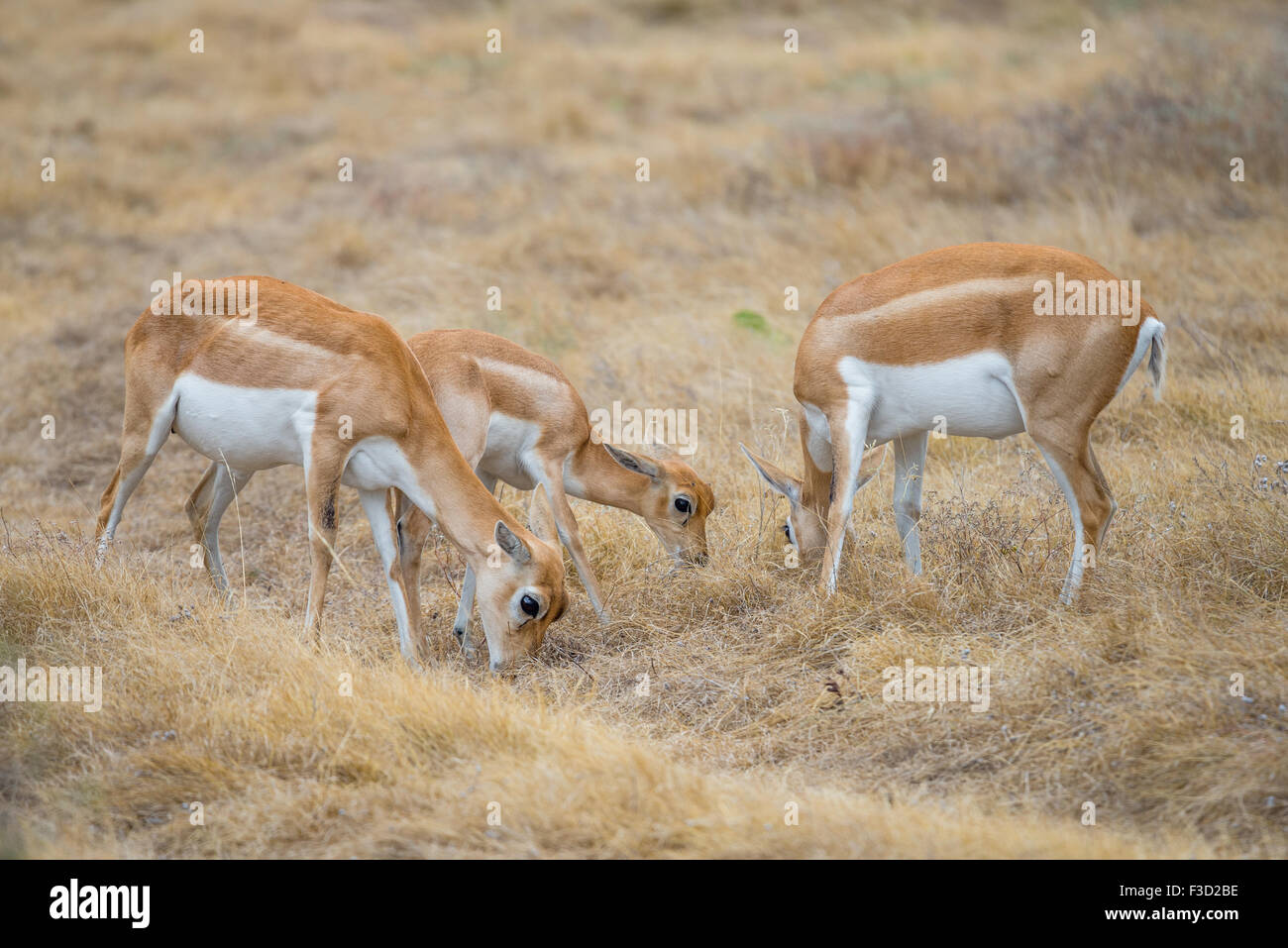 Wild South Texas blackbuck antelope herd of does and a calf Stock Photo ...