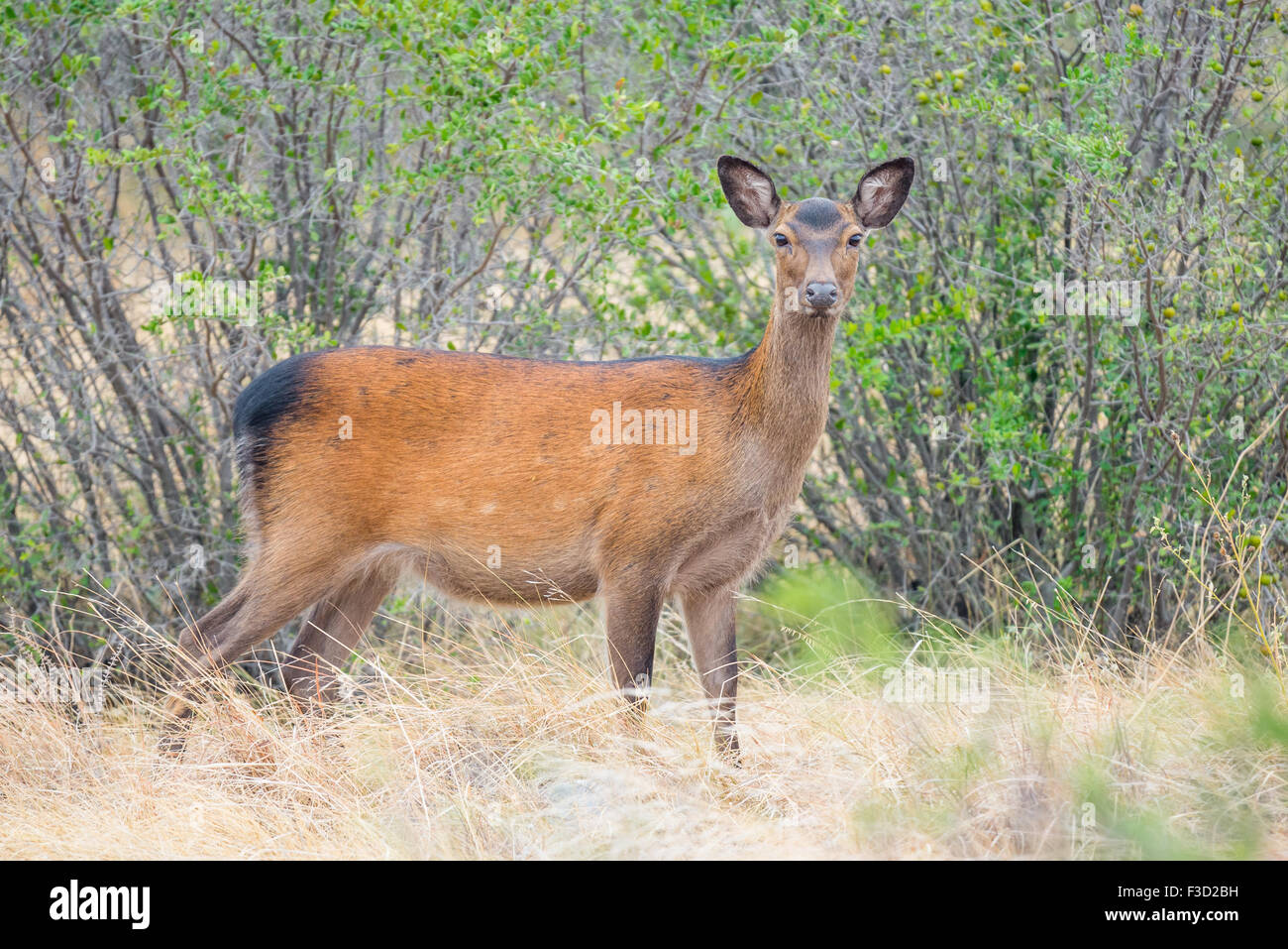 Wild South Texas sika deer doe. Also known as a Japanese or spotted ...