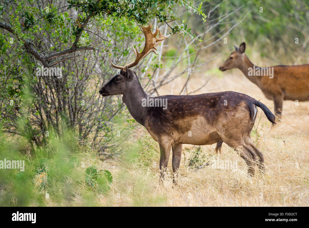Wild South Texas chocolate fallow deer buck Stock Photo - Alamy