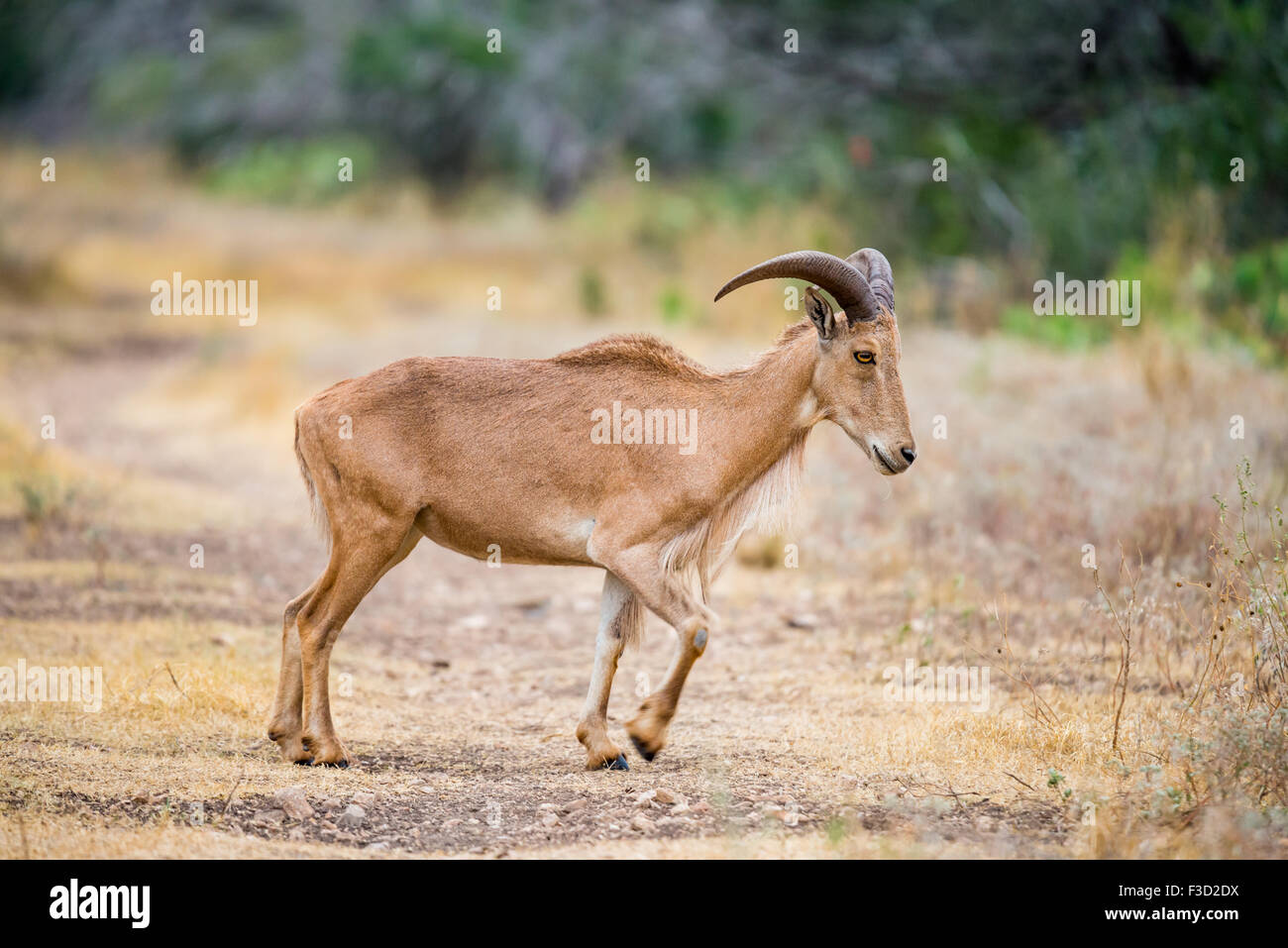 Texas wild Aoudad or Barbary sheep ewe Stock Photo - Alamy
