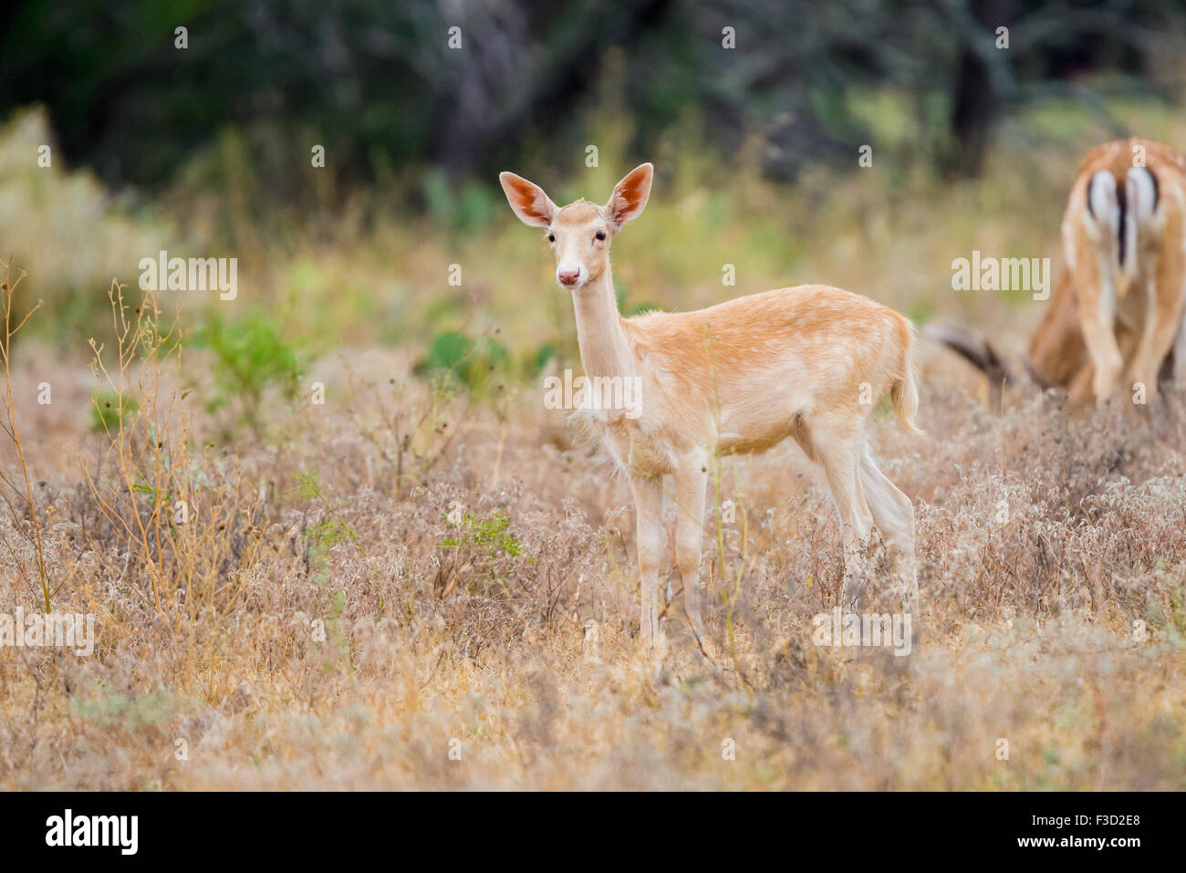 Grass fight texas hi-res stock photography and images - Alamy
