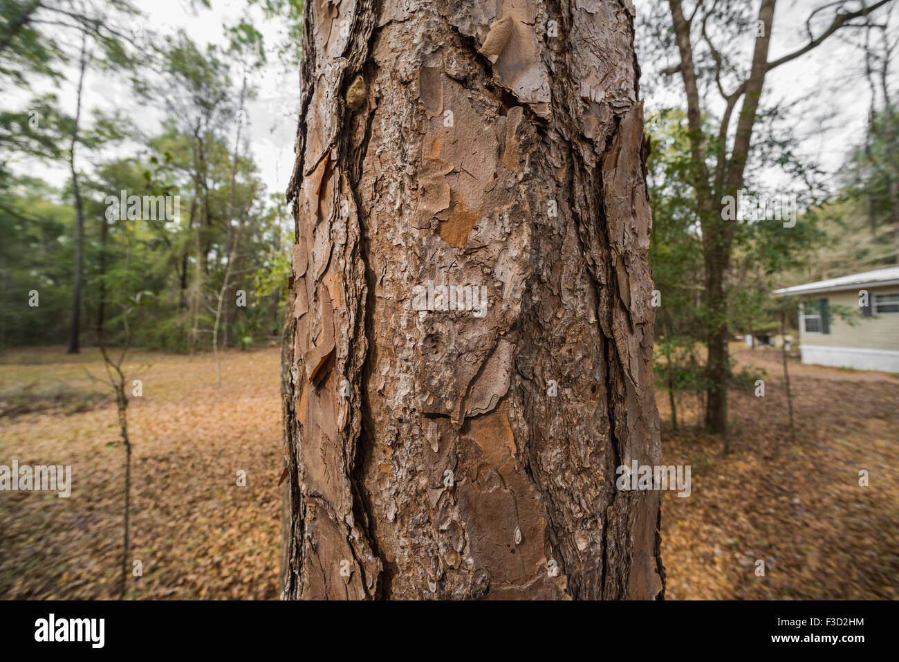 Slash pine trees hi-res stock photography and images - Alamy