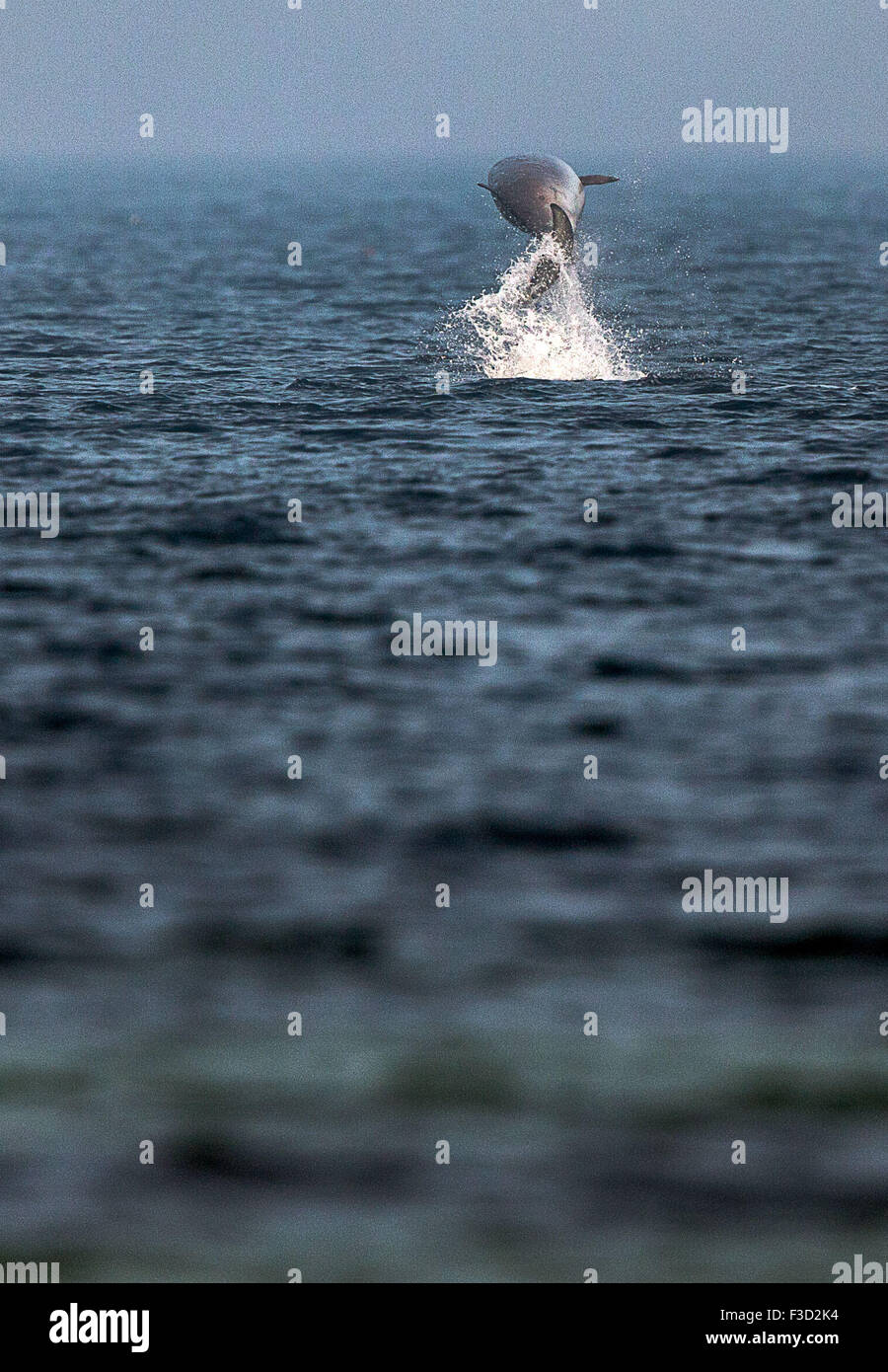 Wismar, Germany. 5th Oct, 2015. A beaked whale jumping in the ...