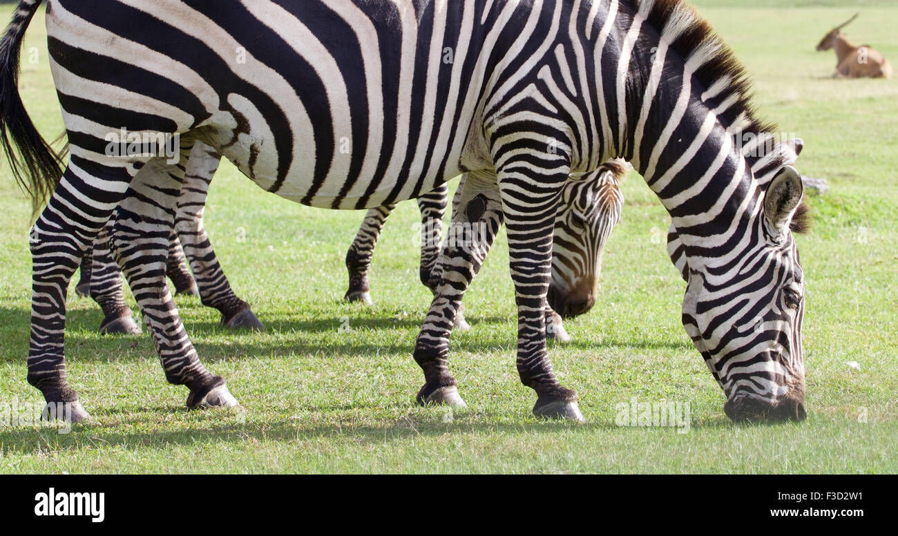 Beautiful zebras hi-res stock photography and images - Alamy