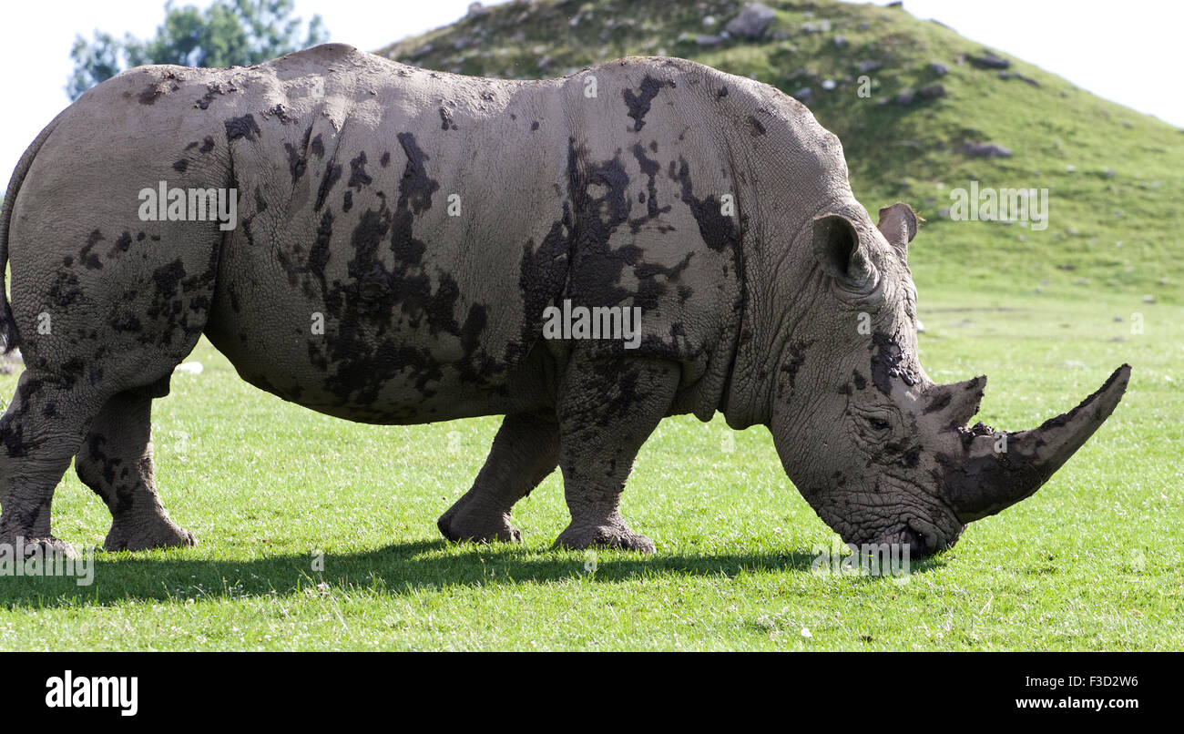 Beautiful close-up of the white rhinoceros on the field Stock Photo - Alamy