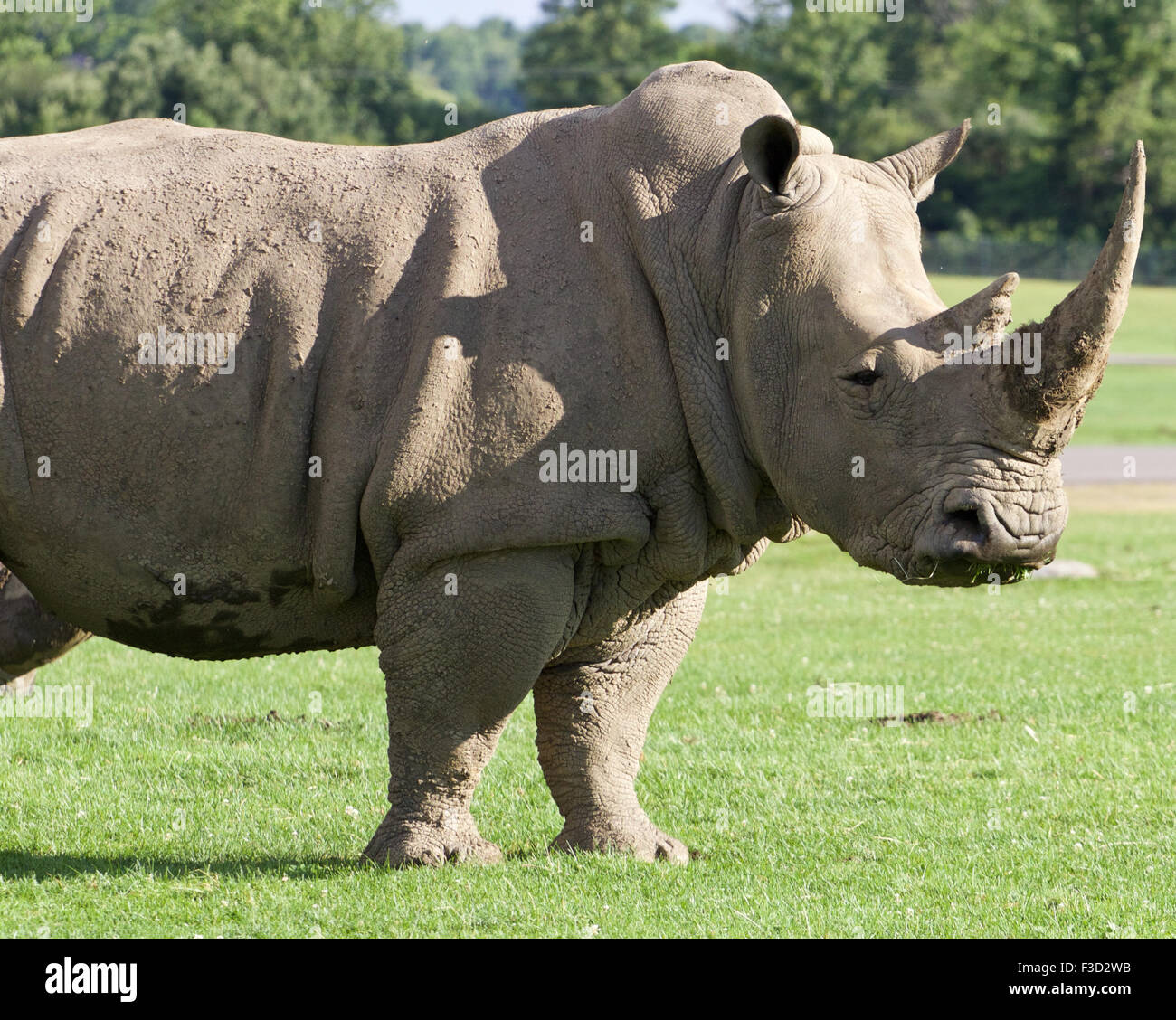 White rhino close-up on the grass field Stock Photo - Alamy
