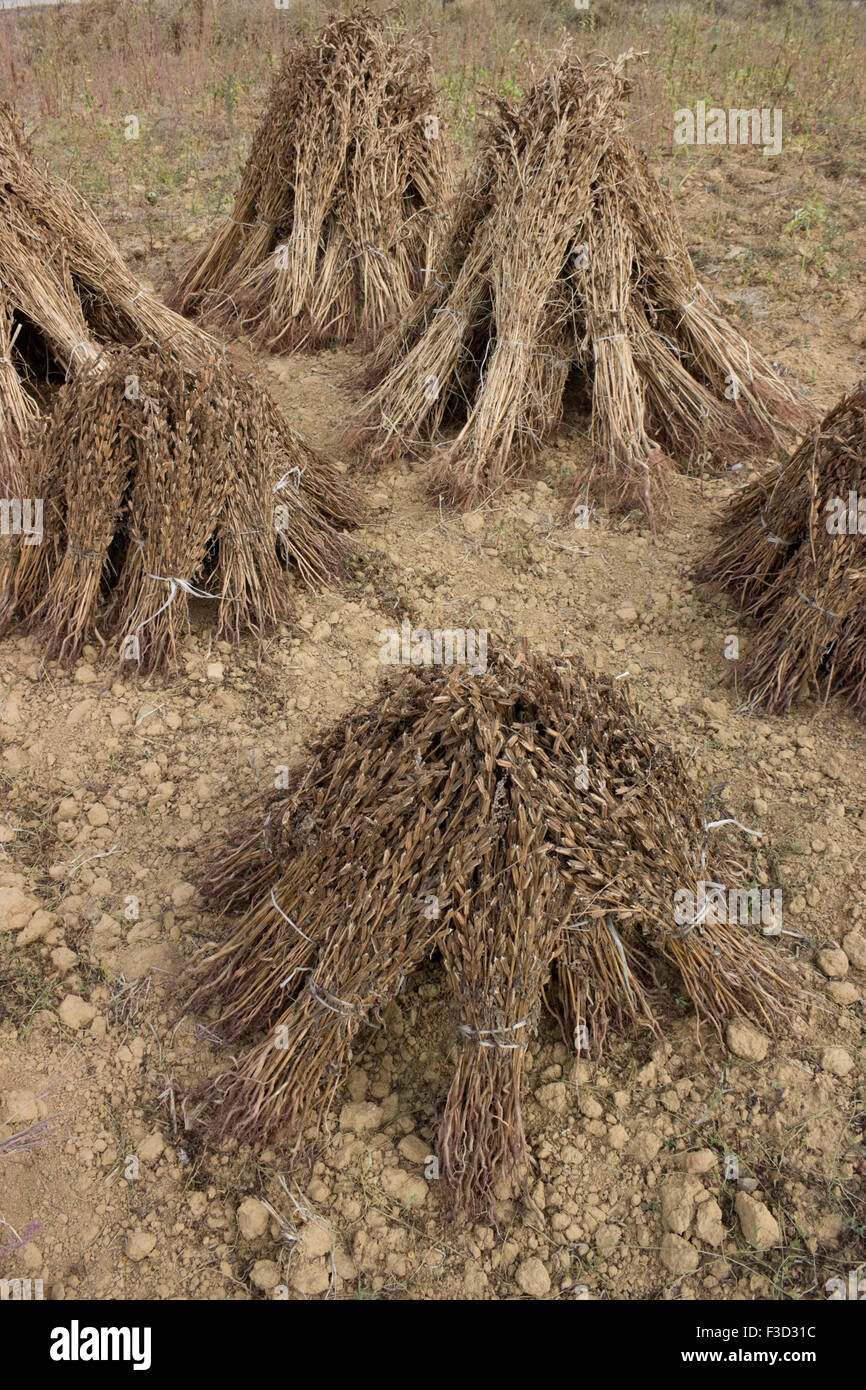Stack of sesame seedpods (sesamum indicum) drying in the sun in october ...