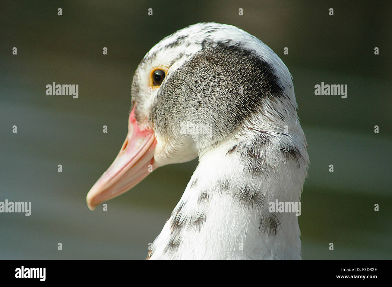 Thoughtful duck hi-res stock photography and images - Alamy