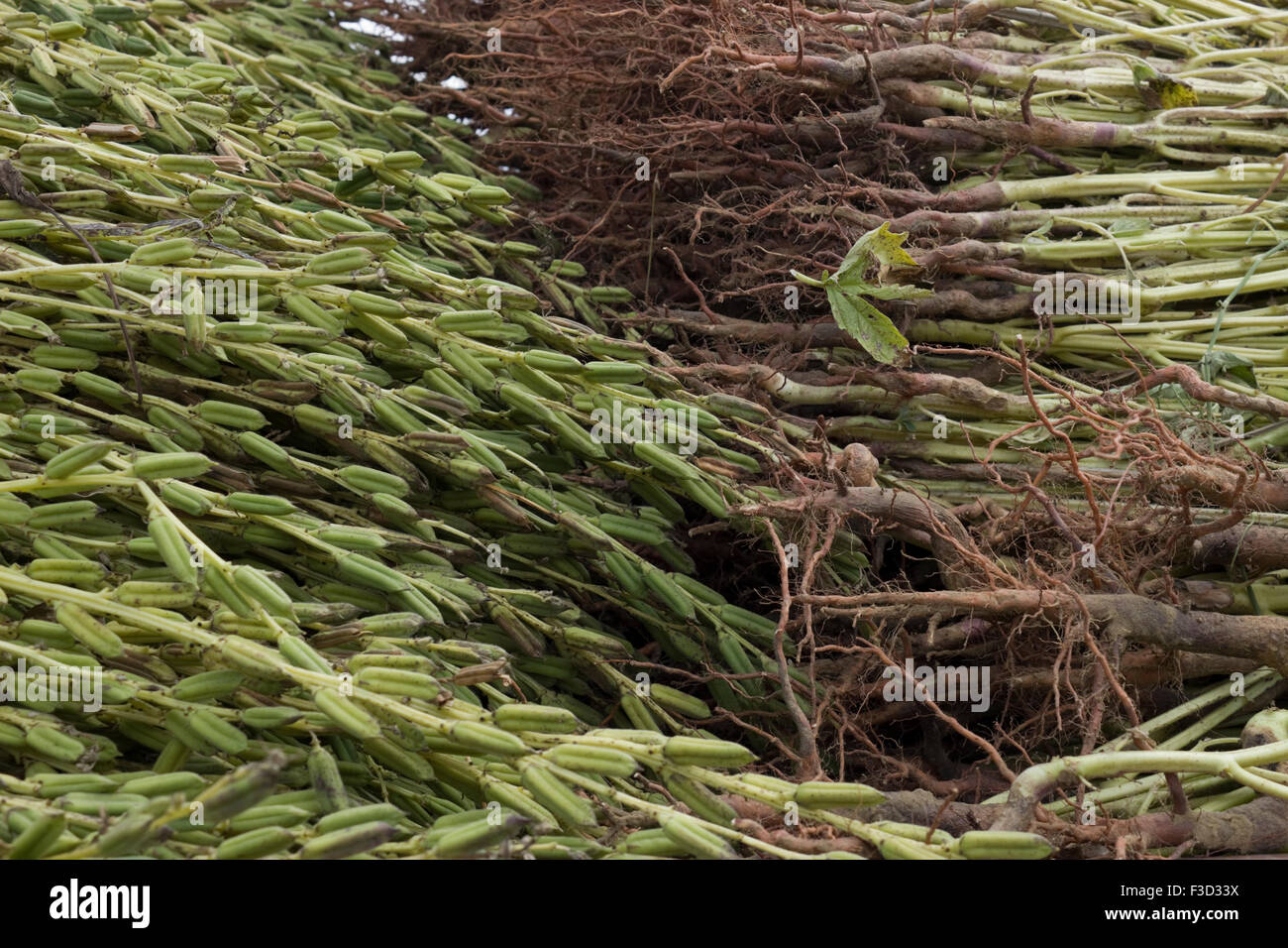 Close-up of fresh harvest of sesame seedpod plant branchlets and roots ...