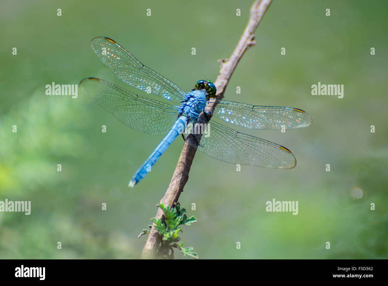 Texas Blue Dasher Dragonfly resting on a twig Stock Photo - Alamy