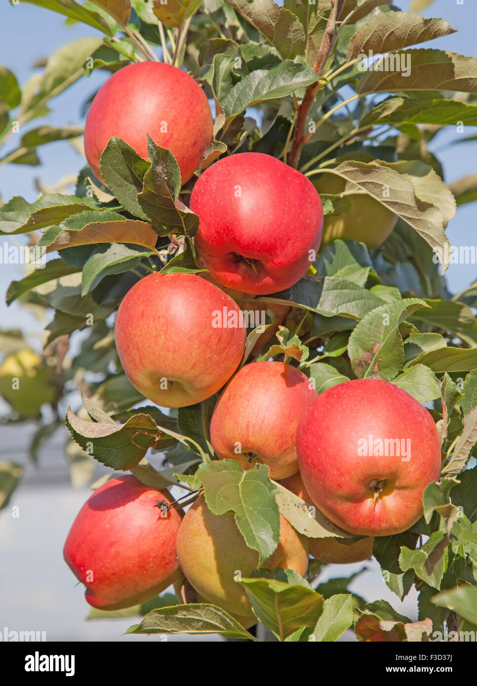 Apple garden full of riped red apples Stock Photo - Alamy