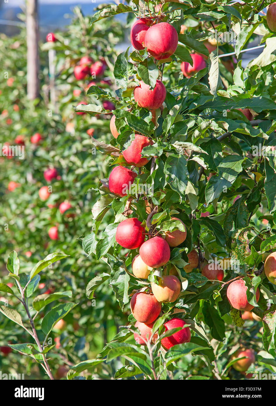 Apple garden full of riped red apples Stock Photo - Alamy