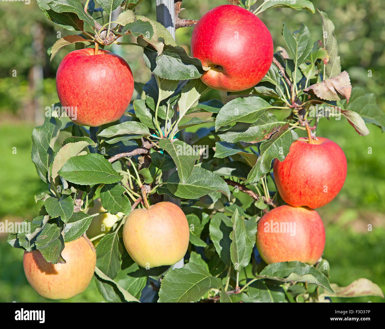 Apple garden full of riped red apples Stock Photo - Alamy