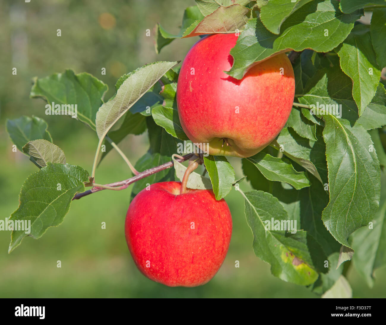 Apple garden full of riped red apples Stock Photo - Alamy