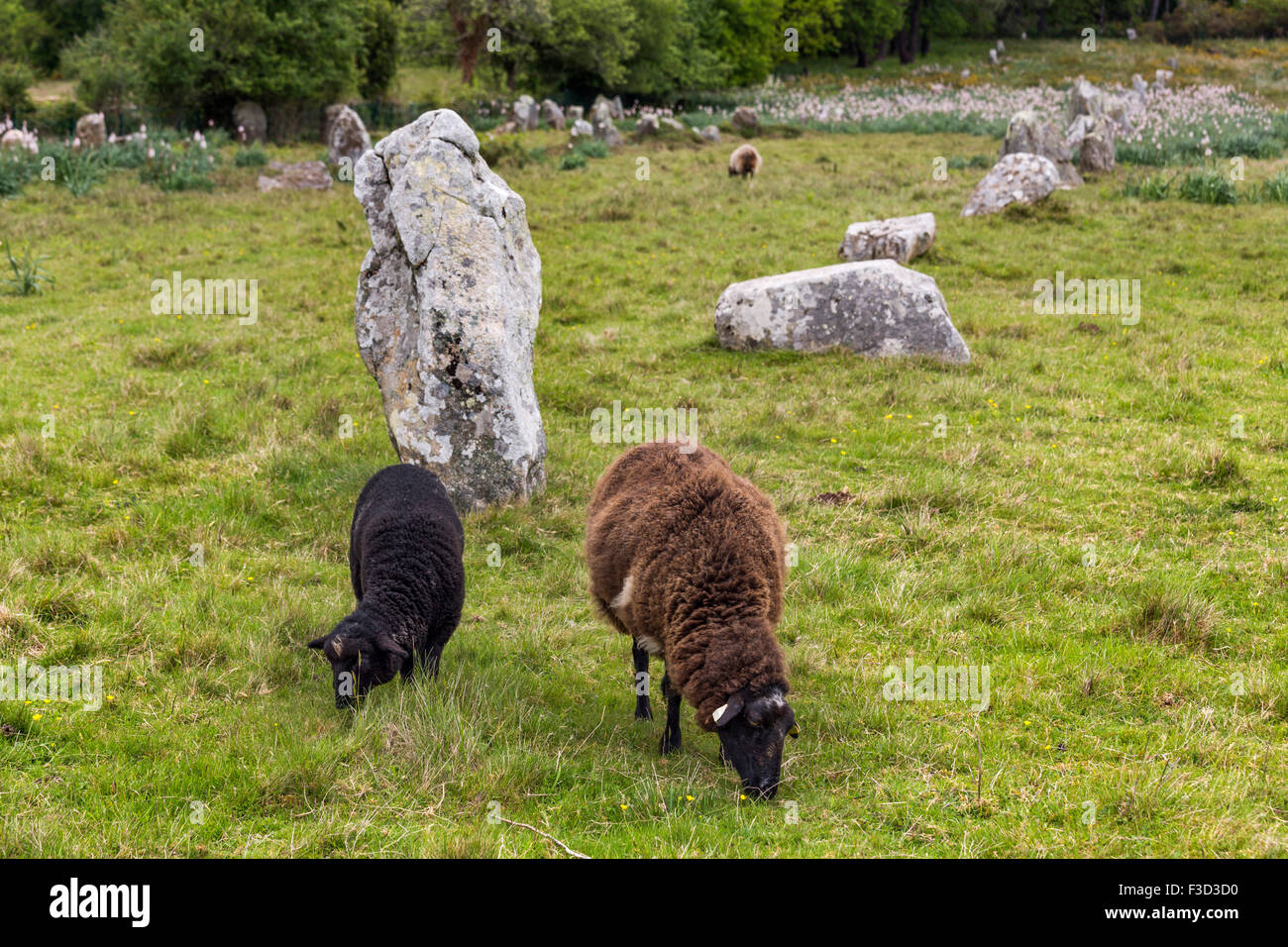 Neolithic Sheep