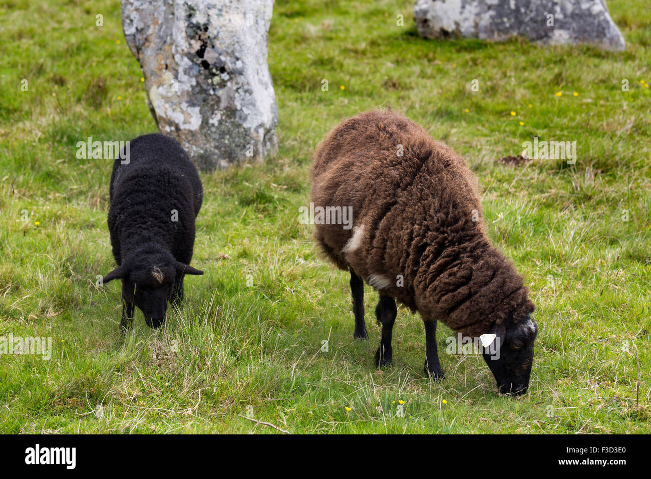 Neolithic Sheep