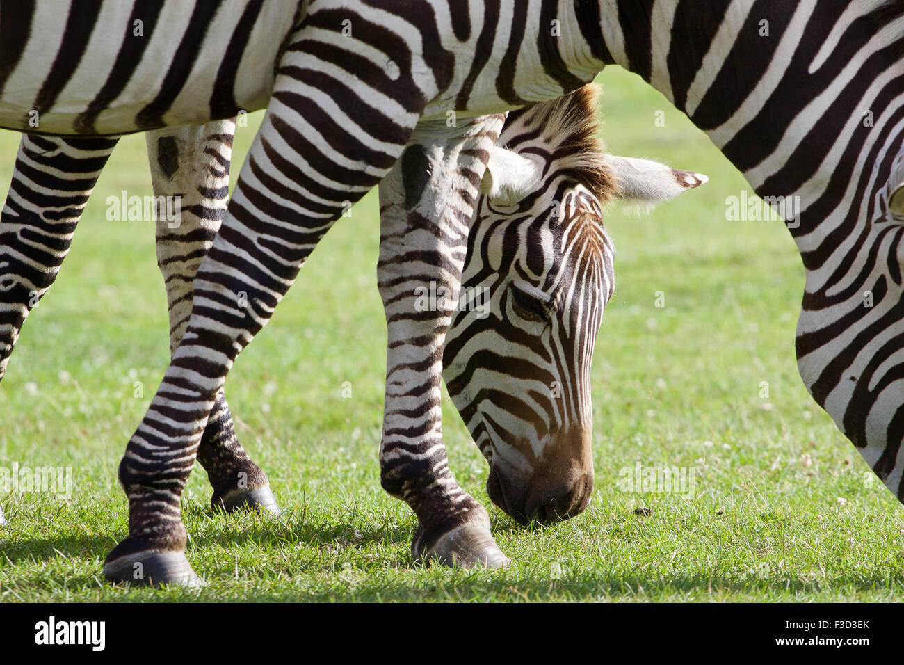 Beautiful background with two zebras close-up Stock Photo - Alamy