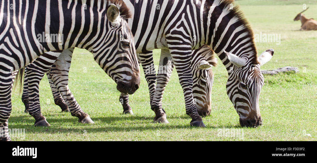 Three beautiful zebras together on the grass field Stock Photo - Alamy