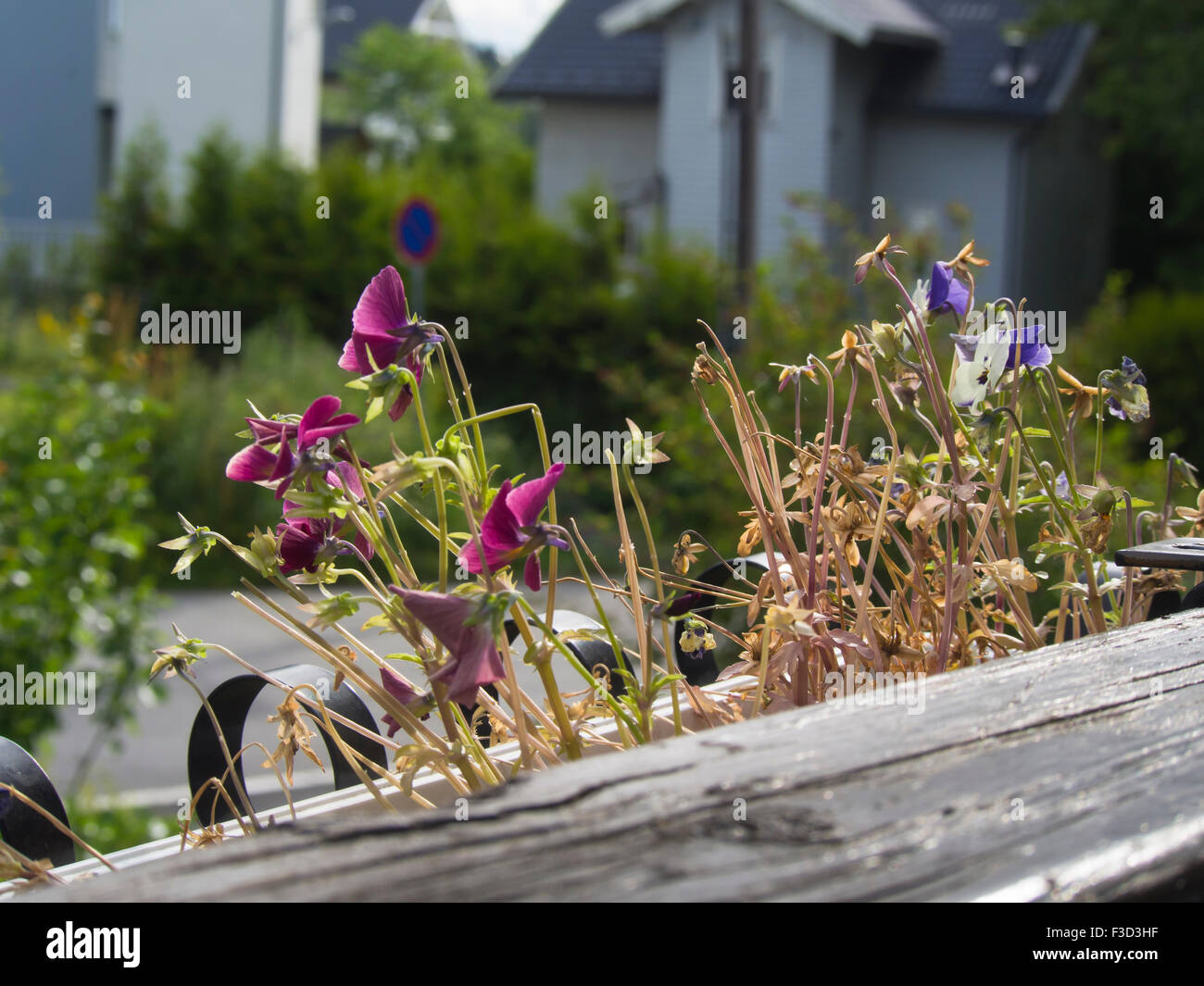 Dying pansy hi-res stock photography and images - Alamy