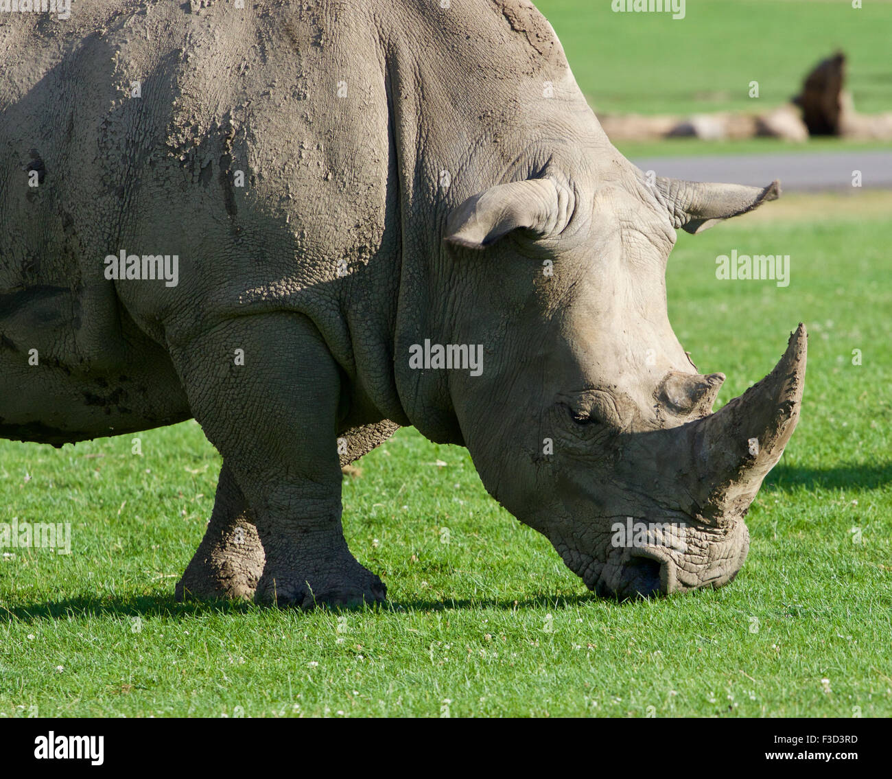 Largest species of rhinoceros hi-res stock photography and images - Alamy