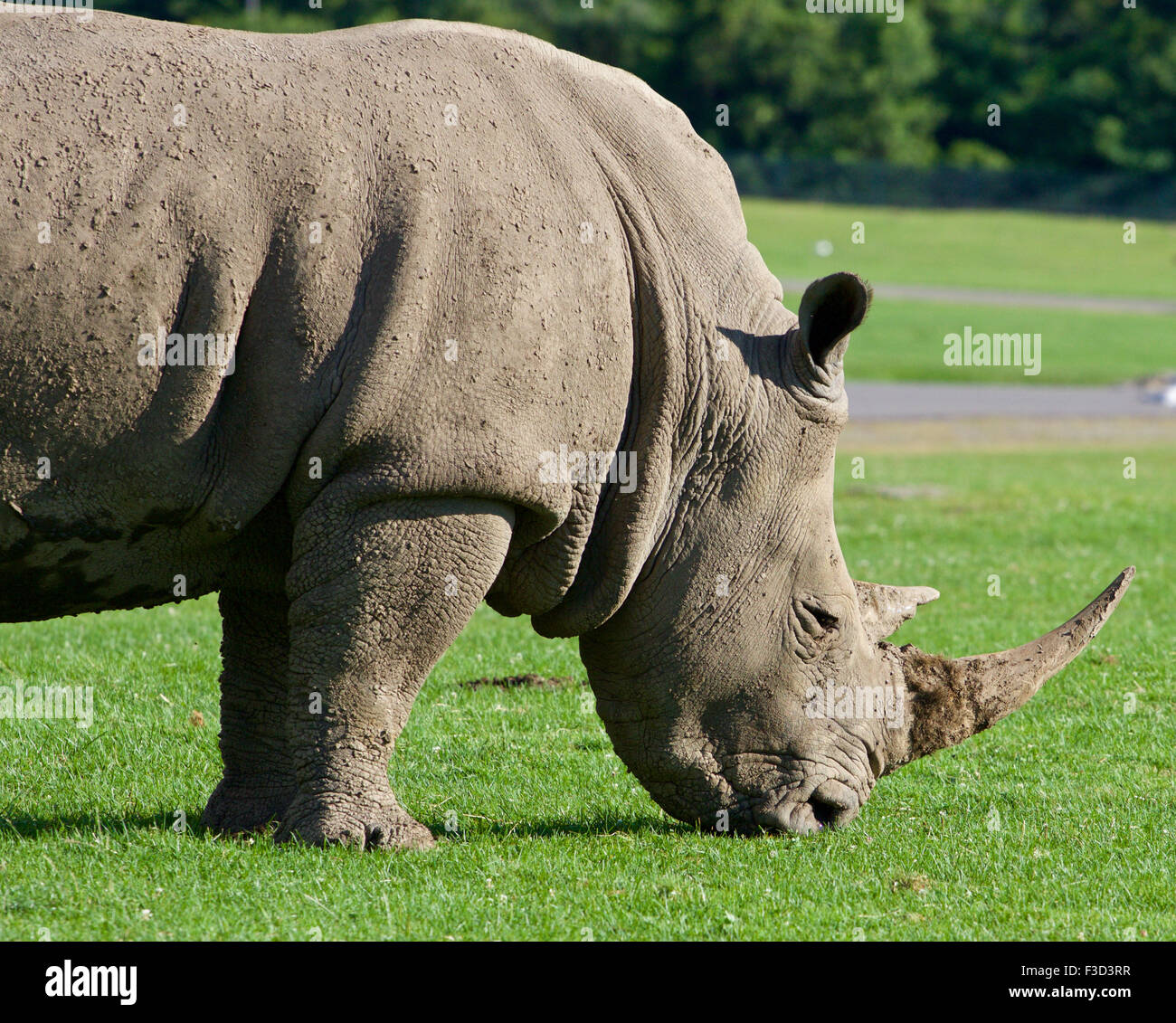 Beautiful rhino hi-res stock photography and images - Alamy