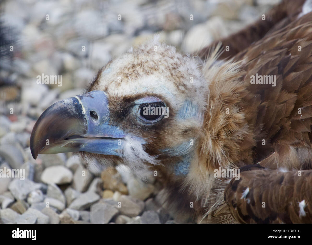 The portrait of the unique Cinereous vulture bird Stock Photo - Alamy