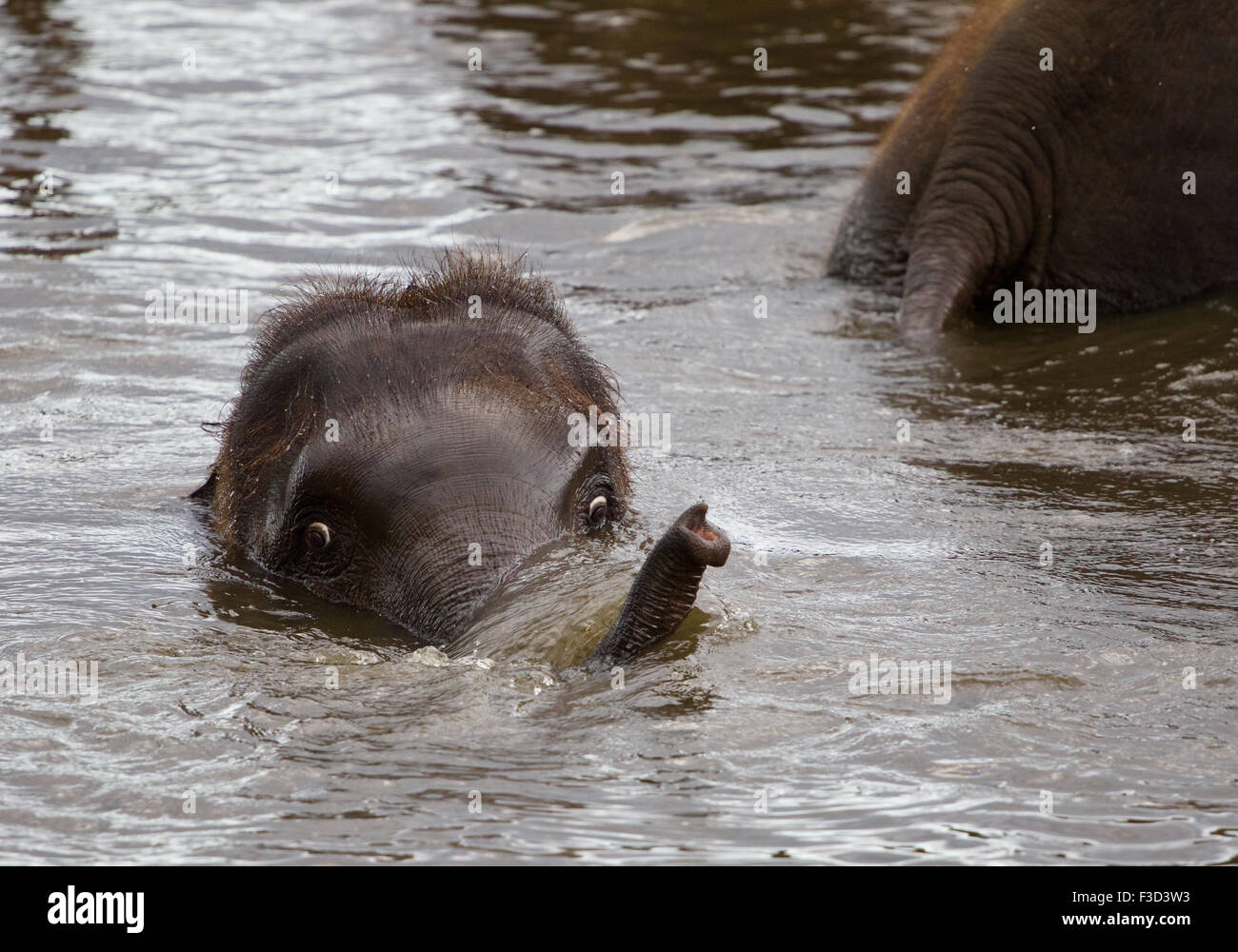 Baby Elephants Playing In Pool