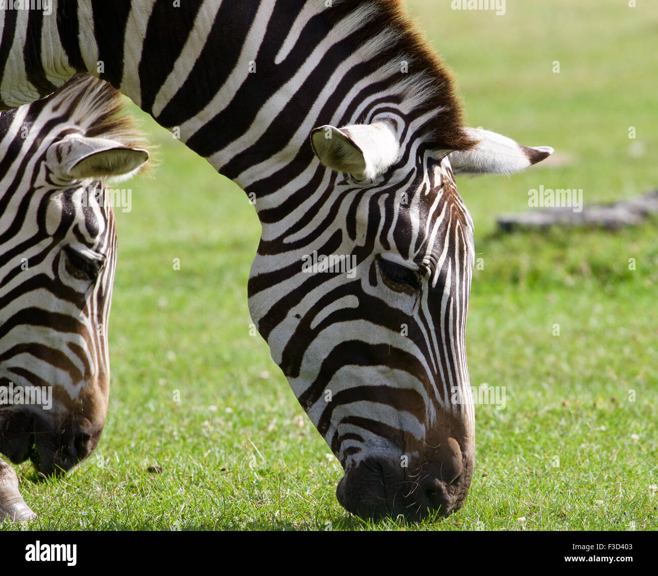 Beautiful zebras hi-res stock photography and images - Alamy