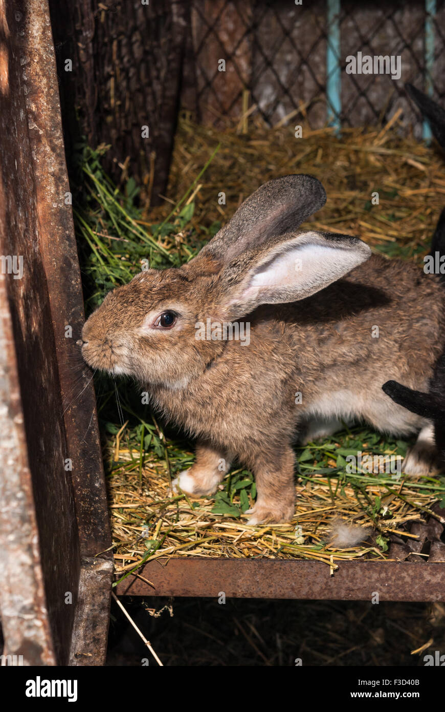 Rabbit inside the cage closeup. Romania Stock Photo - Alamy
