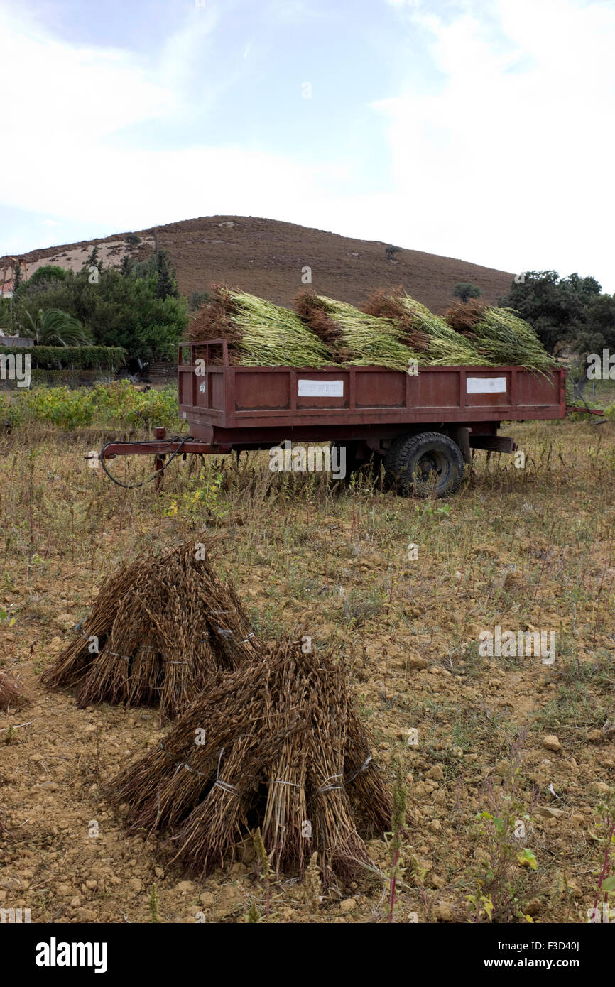 Two stacks of sesame seedpods drying in the field and fresh harvest of ...