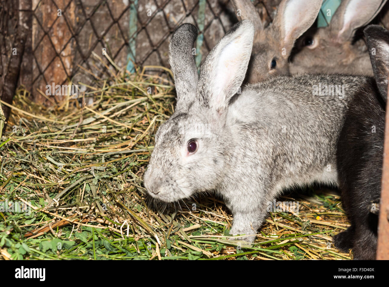 Rabbits inside the cage closeup. Romania Stock Photo - Alamy