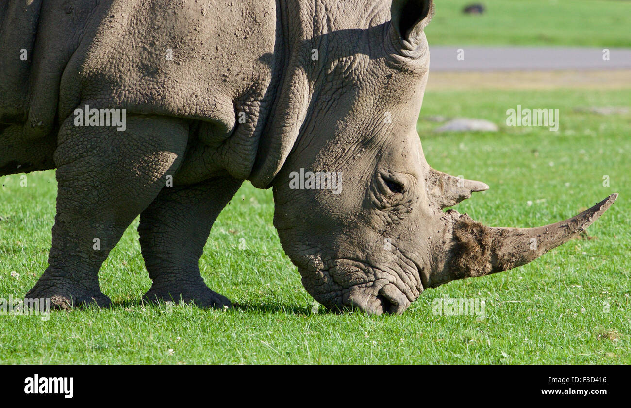 The portrait of the strong white rhinoceros on the grass field Stock ...