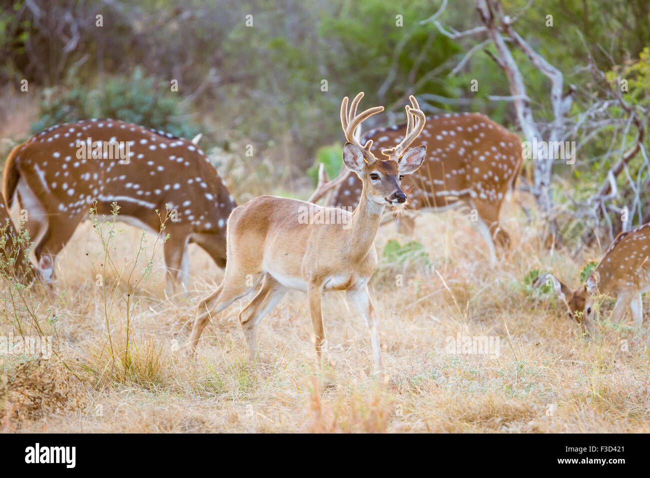 Wild South Texas Whitetail deer buck in velvet Stock Photo - Alamy
