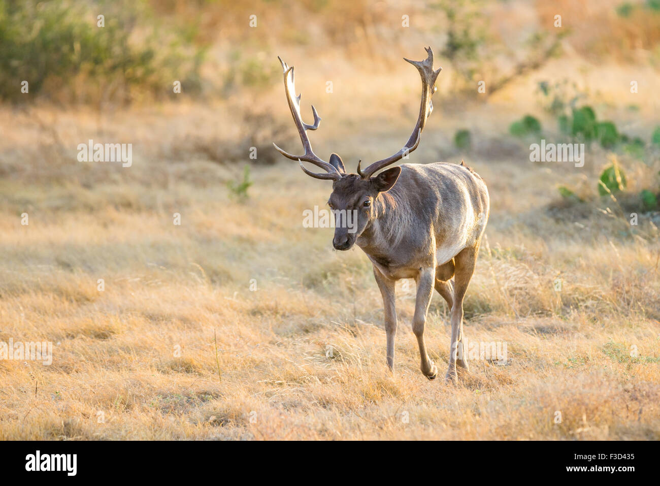 Wild south texas chocolate fallow hi-res stock photography and images ...