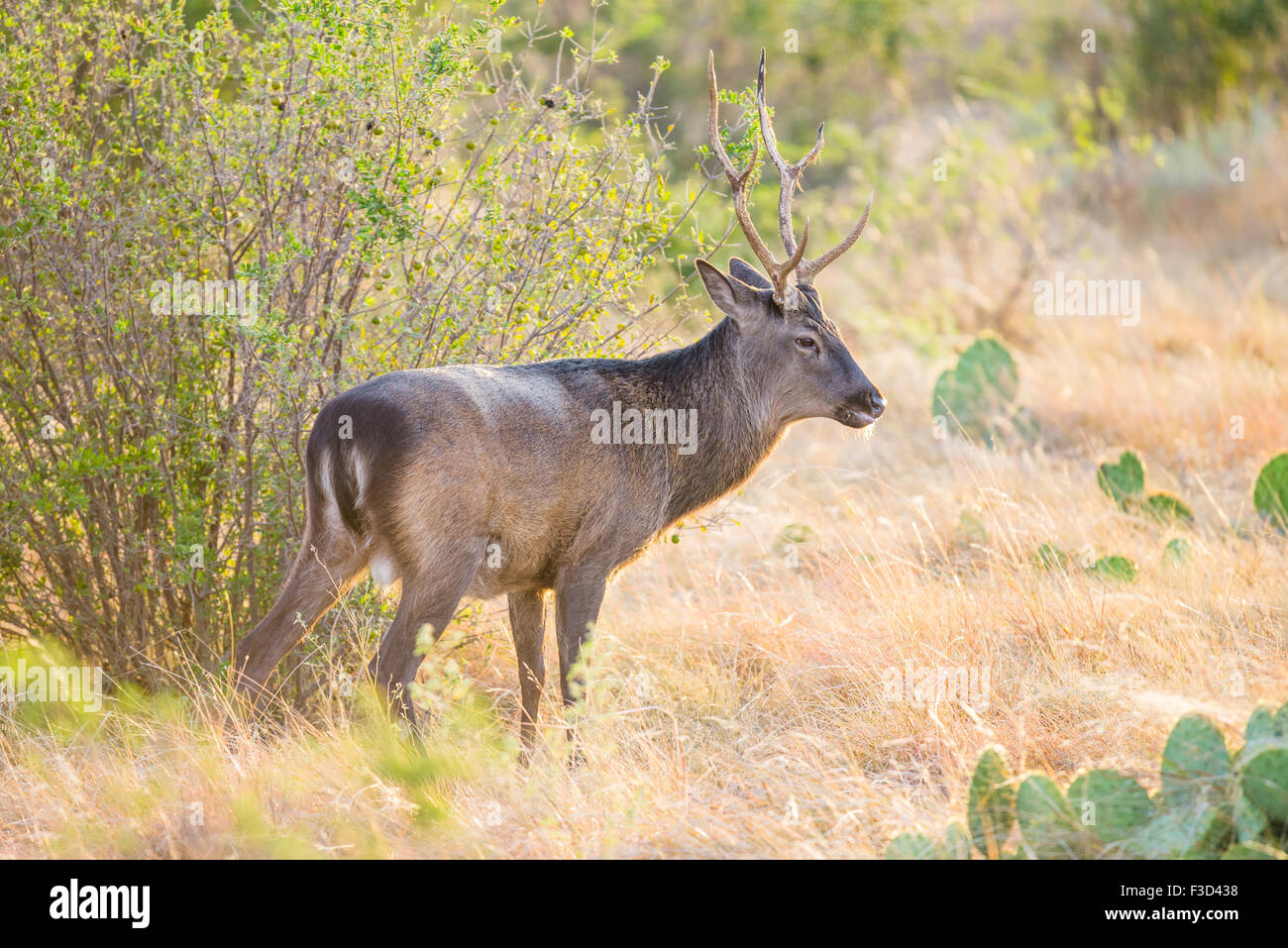 Wild South Texas Sika deer buck. Also known as a Japanese or Spotted ...
