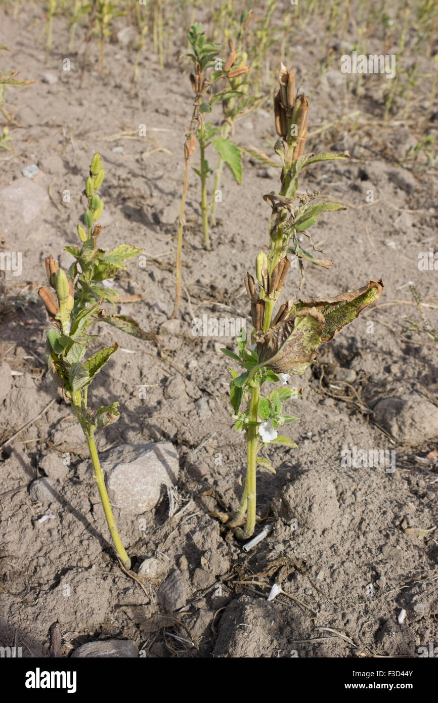 Sesame (sesamum indicum) flower plants growing in a sesame field Stock ...